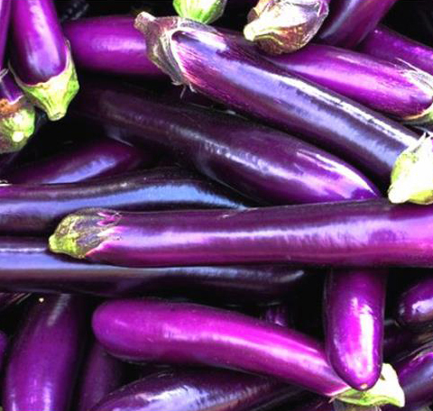 Grow Ping Tung Long Eggplants in Home Vegetable Garden : Amy's Store LLC