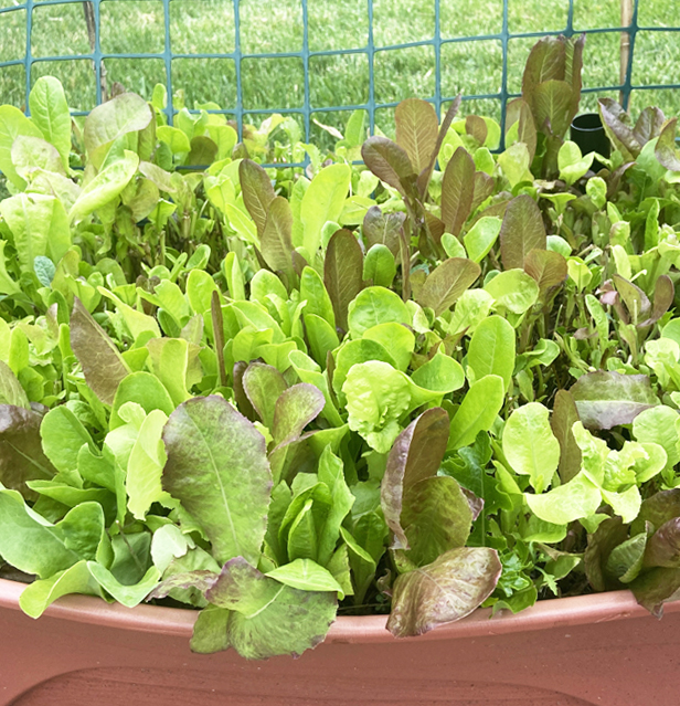 -Grow Your Own Baby Lettuce Mix - Cut & Come Again : Amy's Store LLC